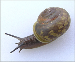 North Carolina Land Snail Gallery - Page One
